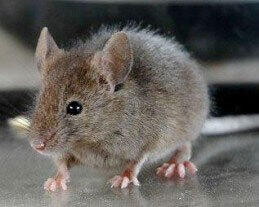 Muizen bestrijden - VTW Plaagdierbeheersing