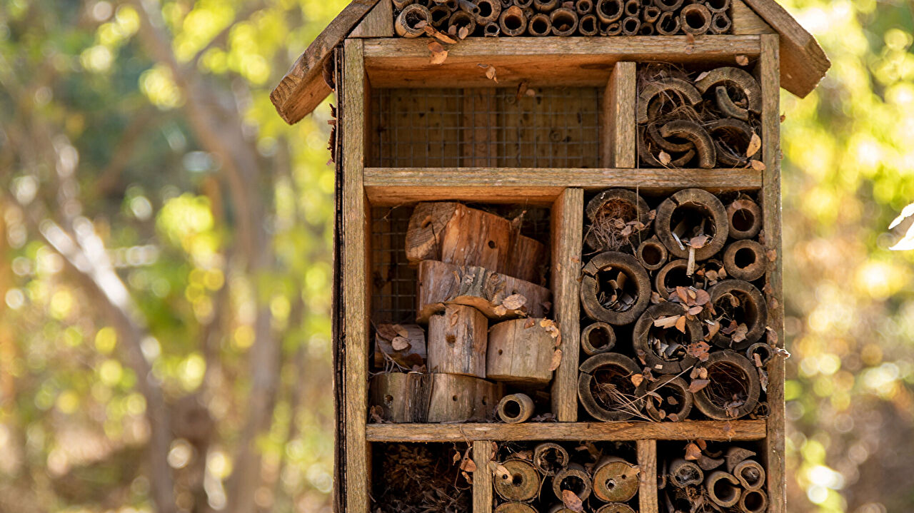 Ongedierte bestrijden en voorkomen - VTW Plaagdierbeheersing