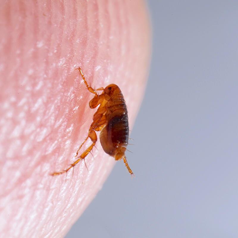 Vlooien bestrijden - VTW Plaagdierbeheersing