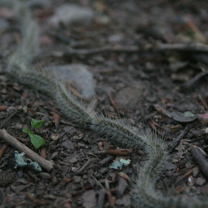 Processierups bestrijden - VTW Plaagdierbeheersing