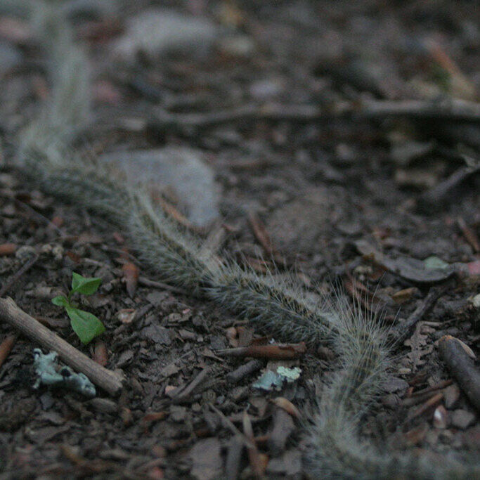 Processierups bestrijden - VTW Plaagdierbeheersing